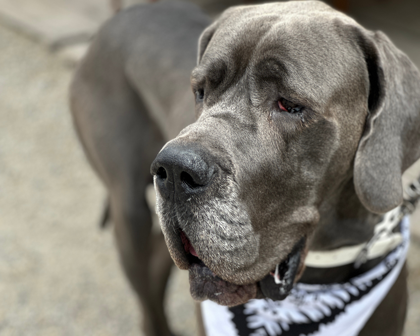 The Majestic Great Dane: A Look at Their Breeding History – The Big ...