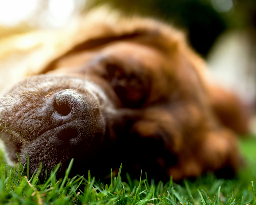 Best Enrichment Toys for Big Dogs: Brain Games for Giant Breed Mental ...