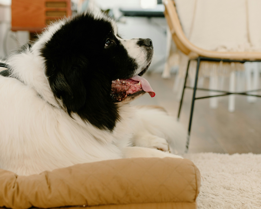 The Top 3 Training Cues Every Giant Dog Should Know – The Big Damn Dog Co.