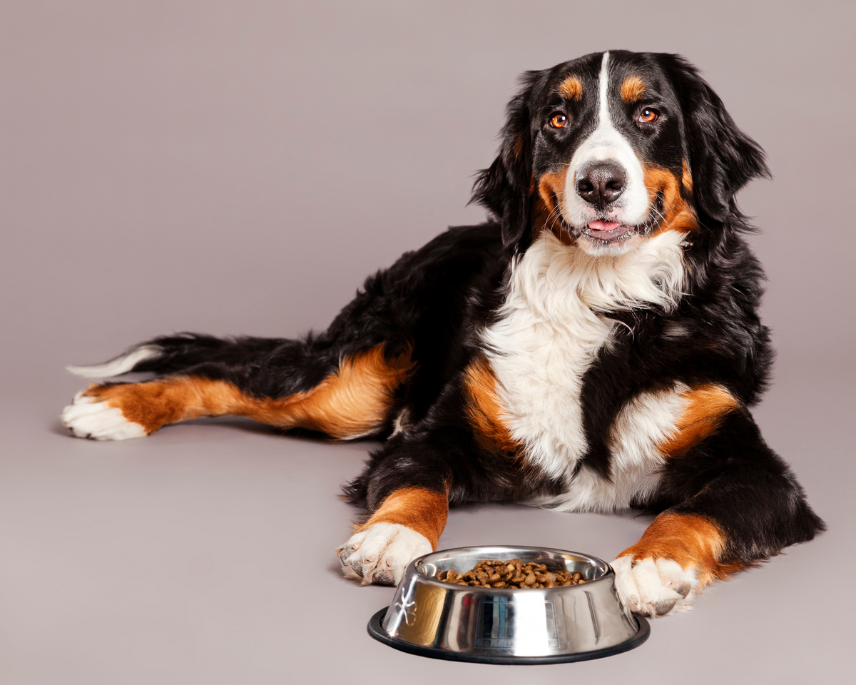 The Best Food for Giant Breed Dogs: What Really Matters – The Big Damn ...