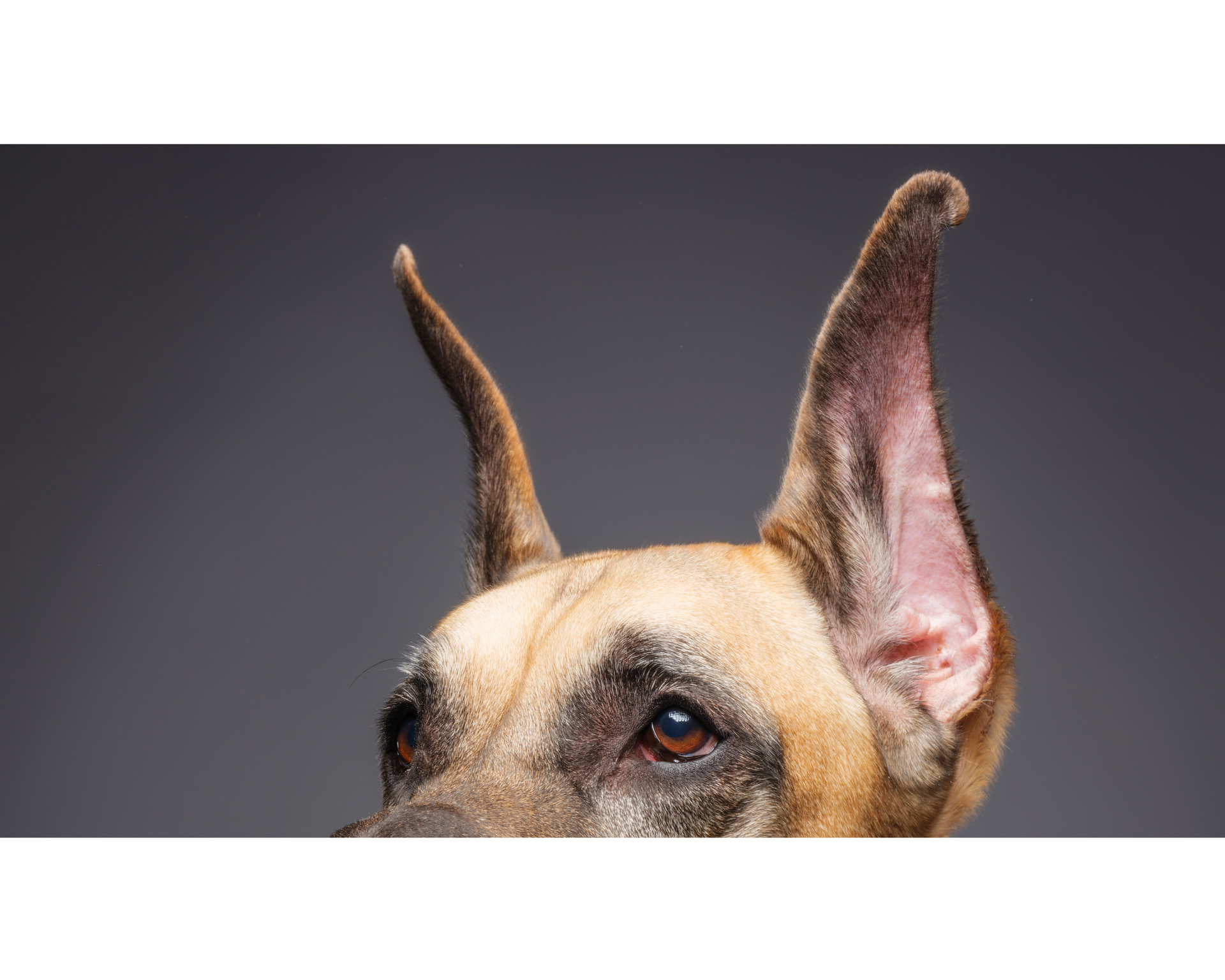 Understanding Ear Cropping: History, Procedure, and Perspectives – The ...