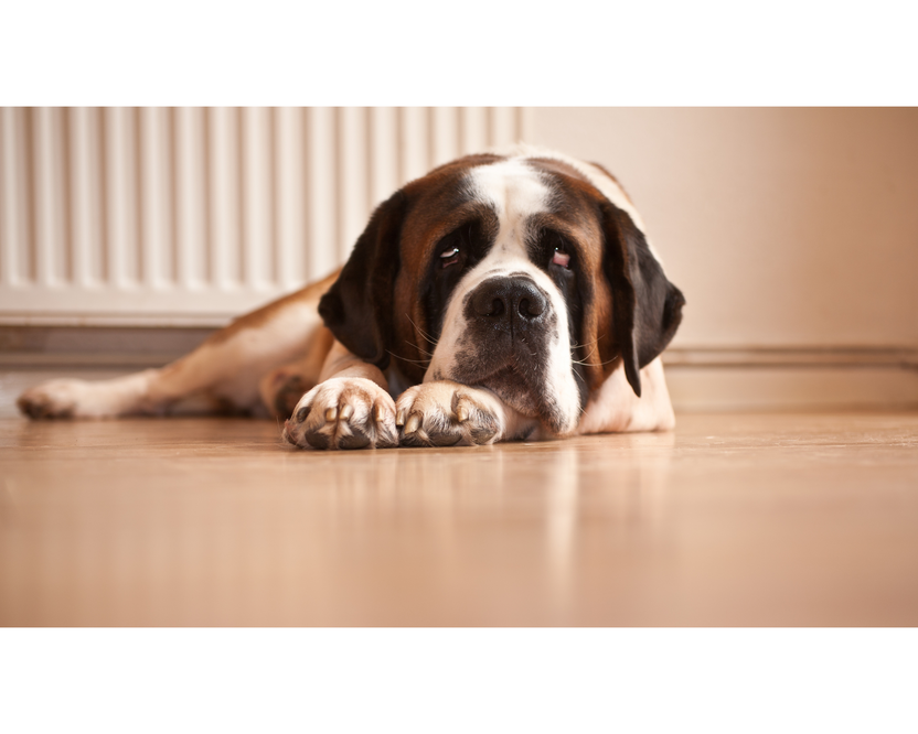 Why Joint Health Matters for Giant Breed Dogs – The Big Damn Dog Co.