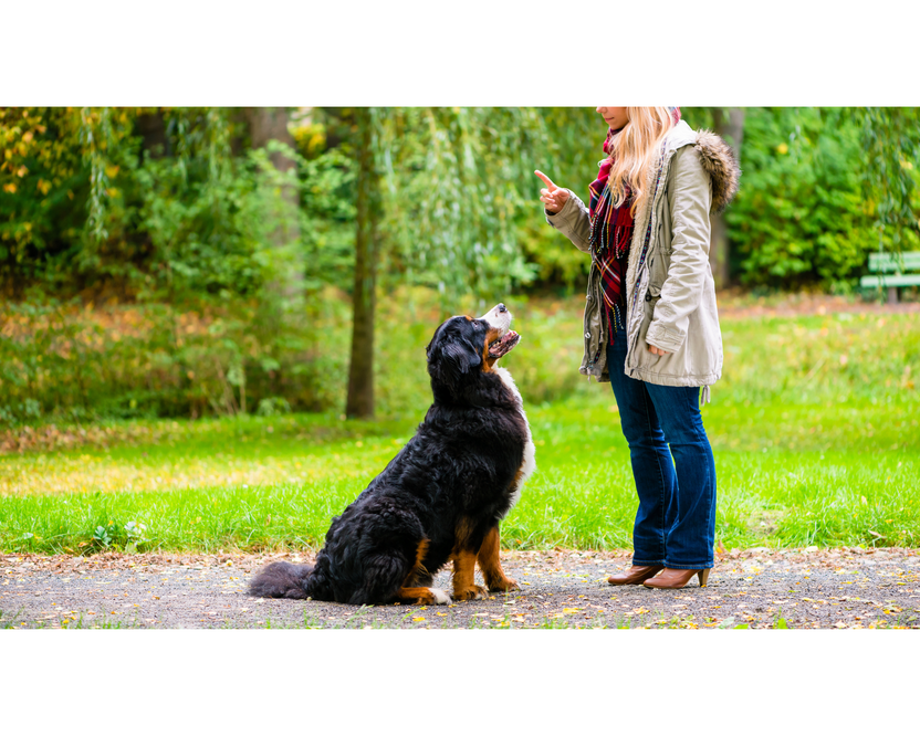 The Must-Train Commands for Giant Breeds: Essential Skills for a Well ...