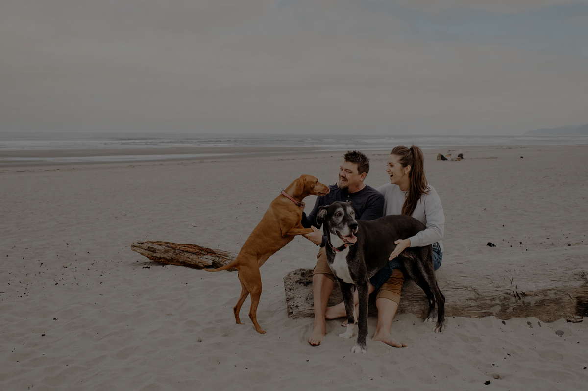 The Big Damn Dog Co.