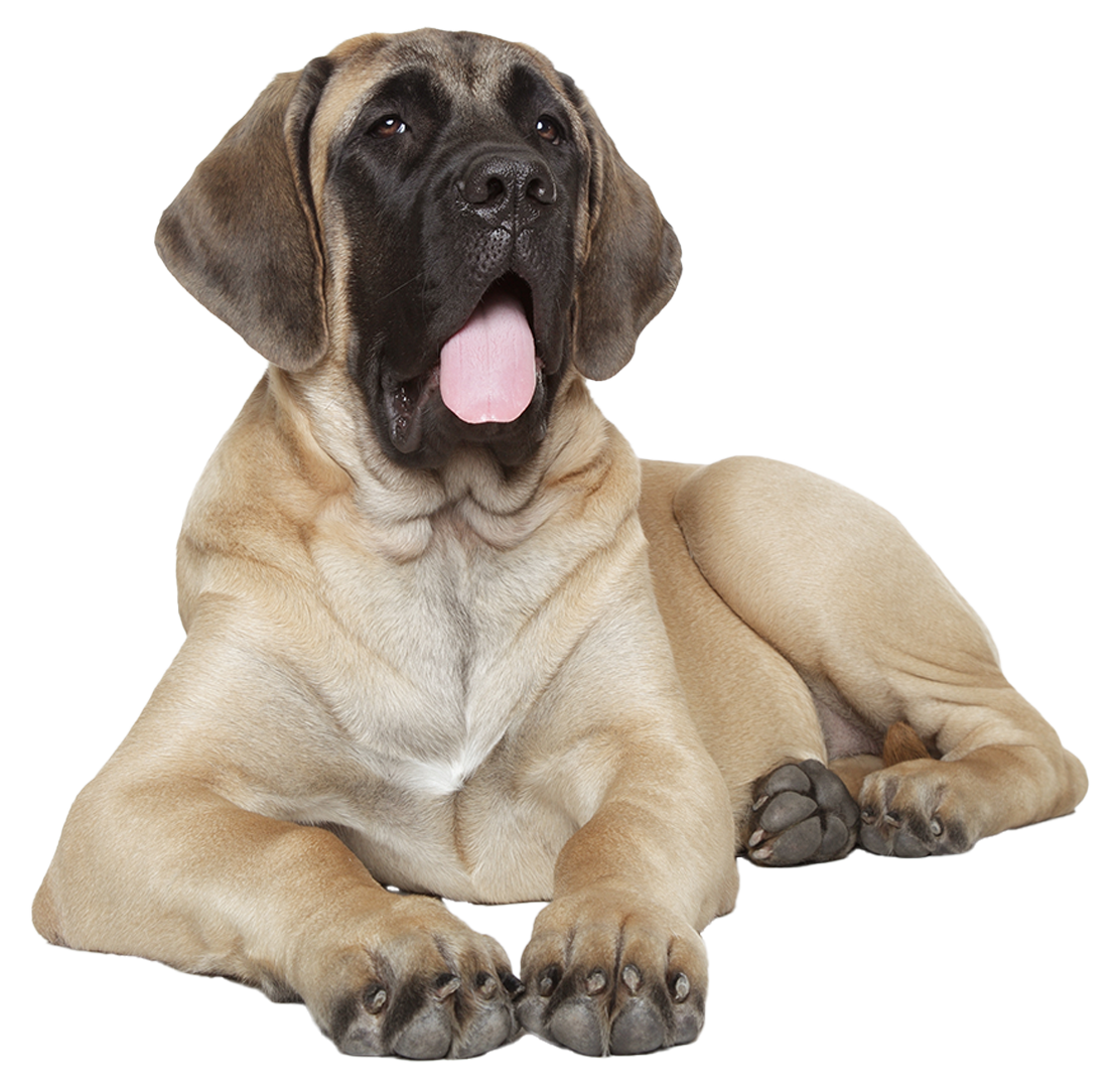 The Big Damn Dog Co.