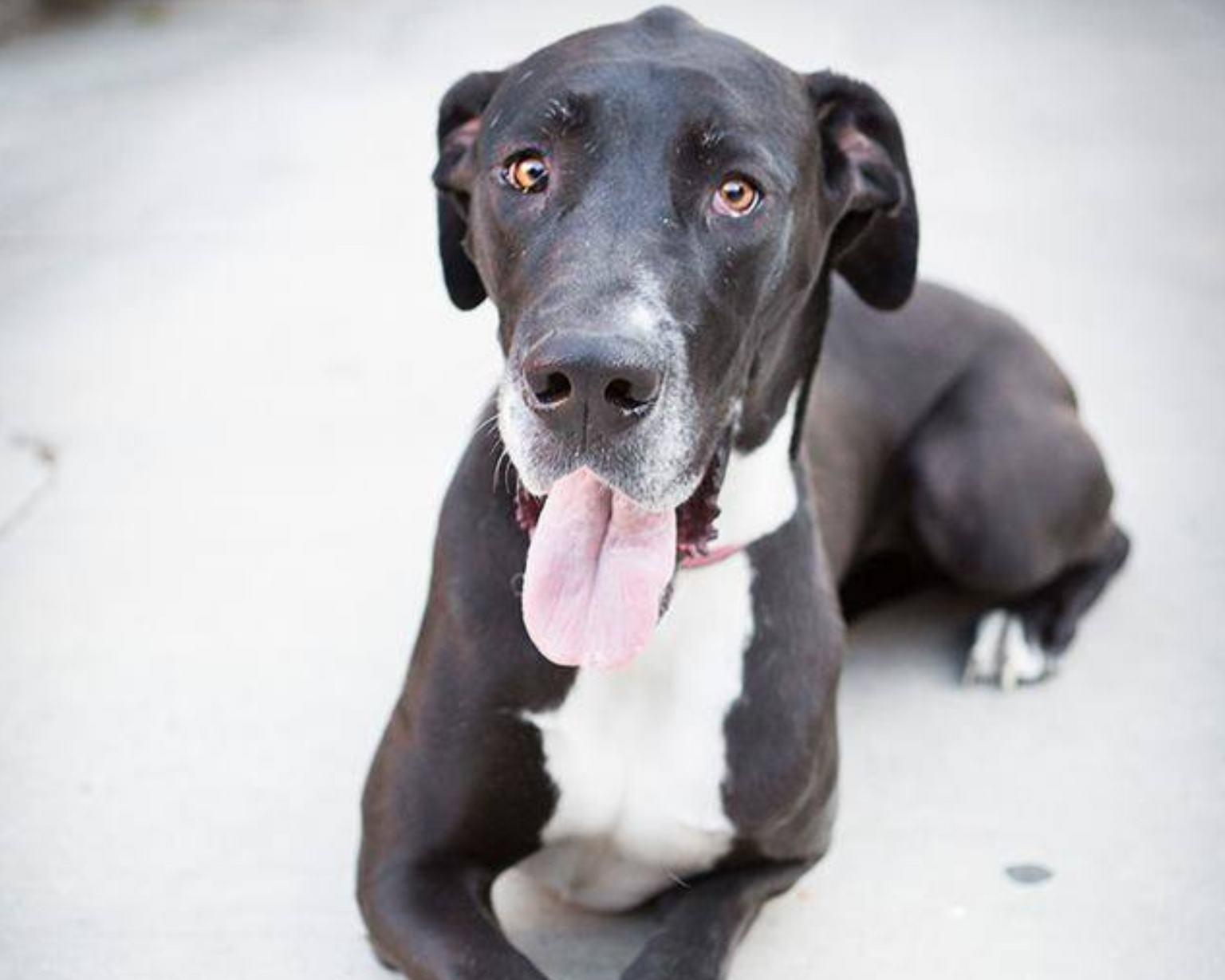 Our Story – The Big Damn Dog Co.