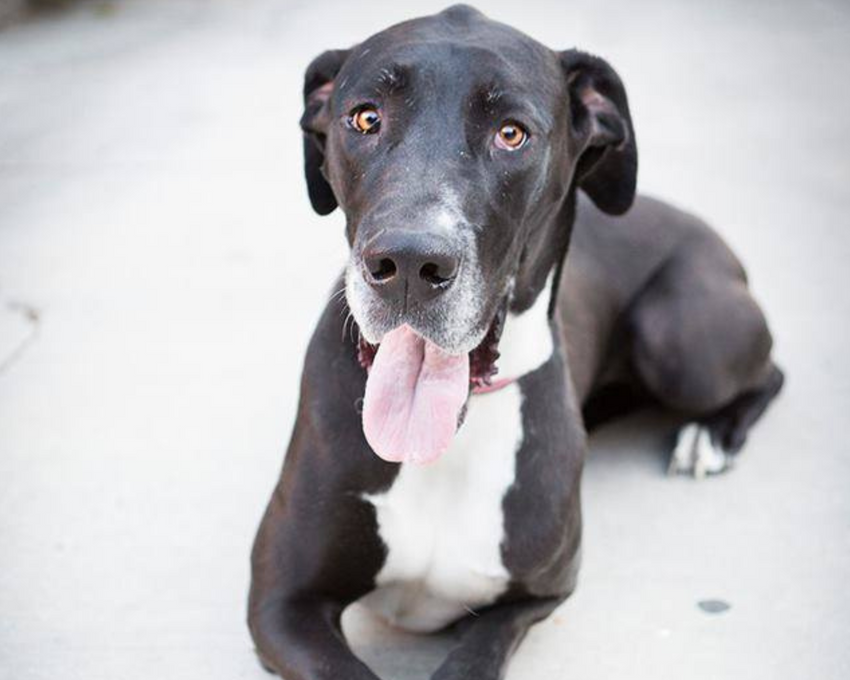 Our Story – The Big Damn Dog Co.