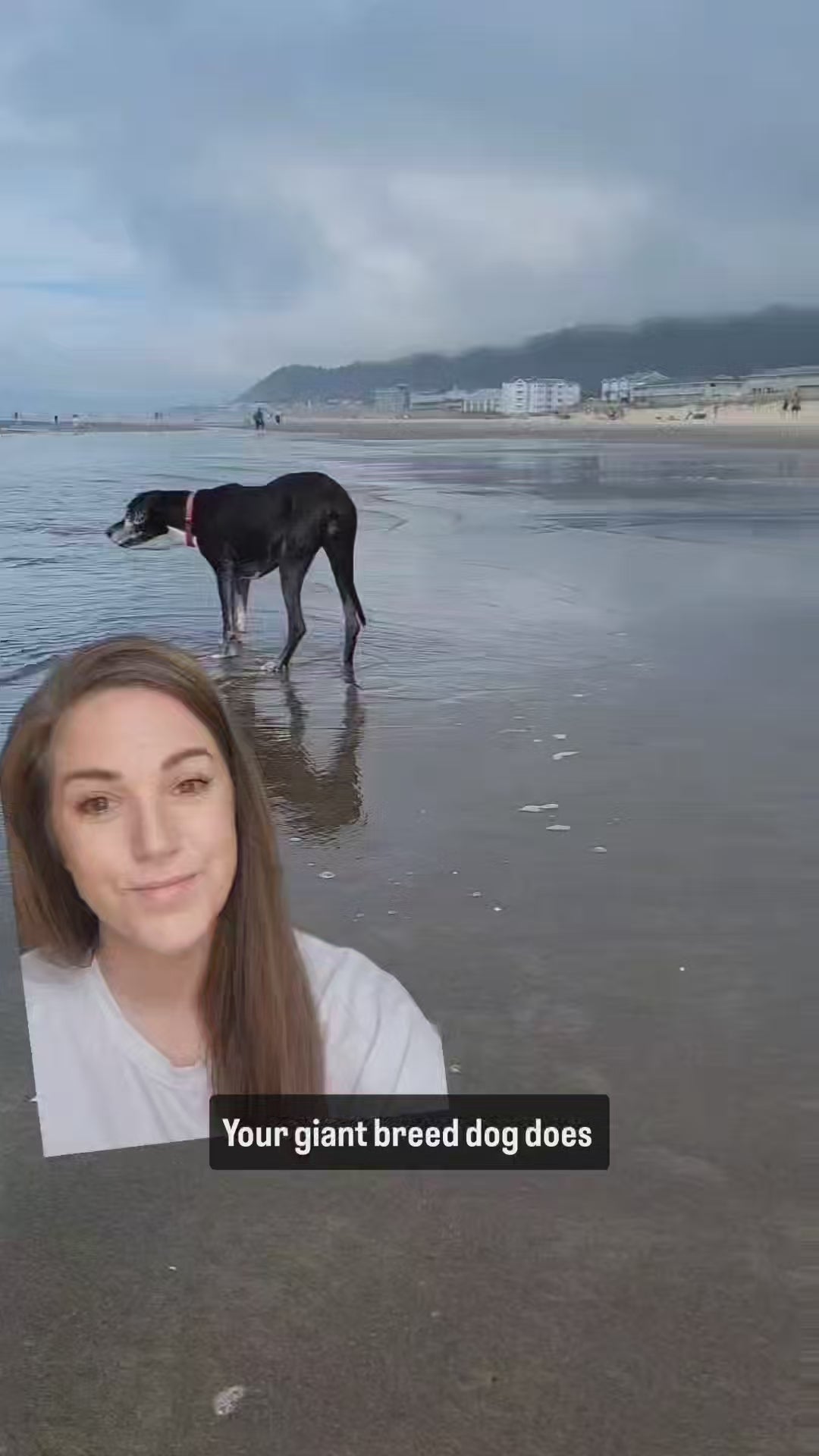 The Big Damn Dog Co.